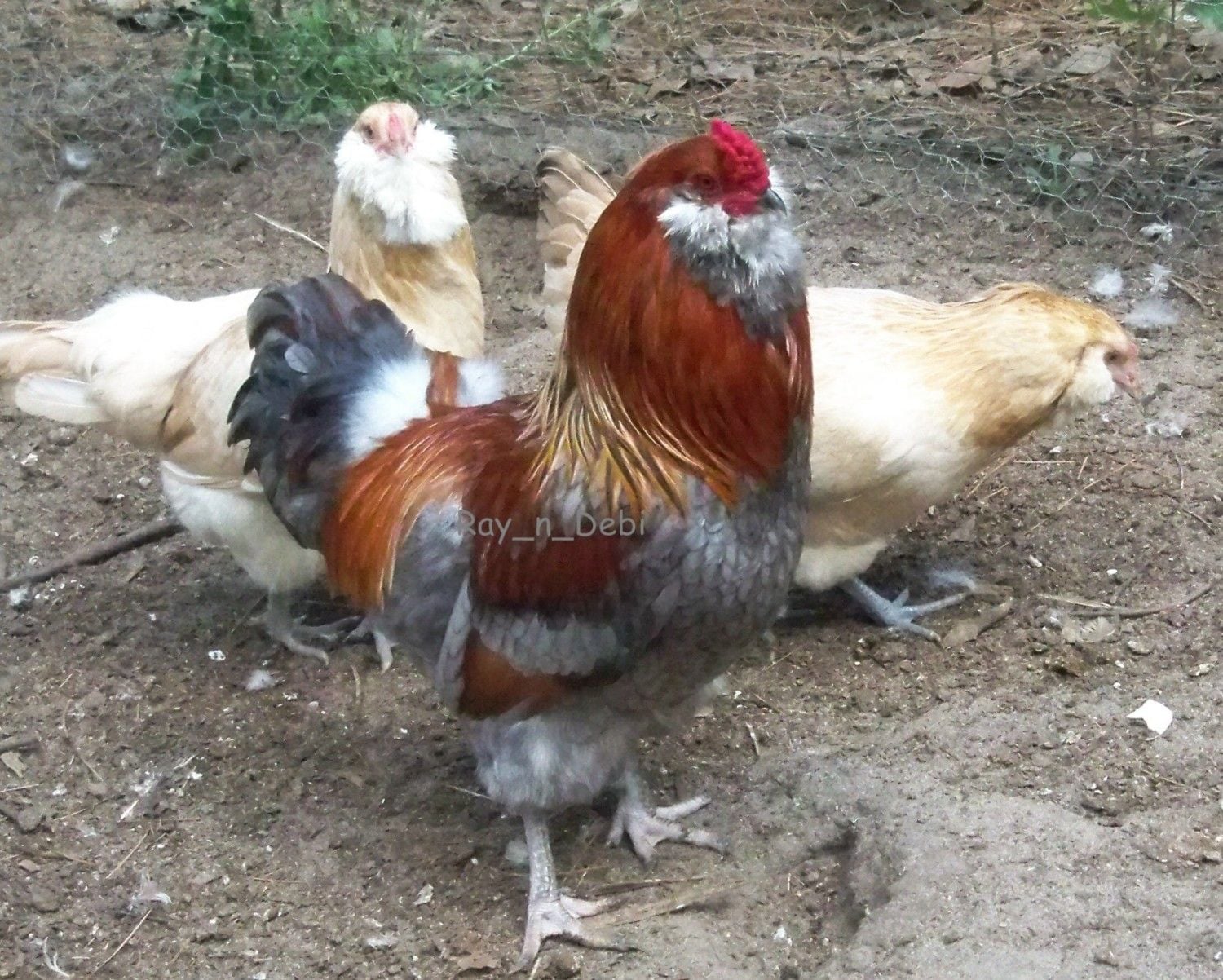 10+ Wheaten / Blue Wheaten Ameraucanas | BackYard Chickens - Learn How ...