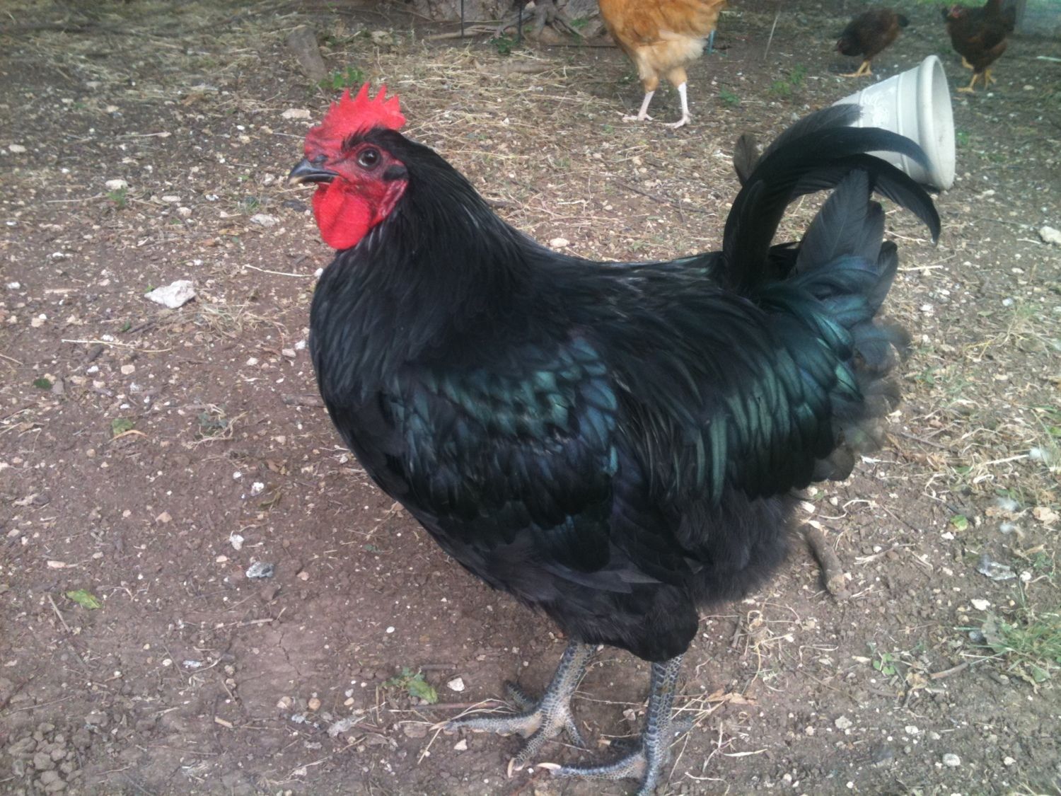 RIR and australorp poll | BackYard Chickens - Learn How to Raise Chickens