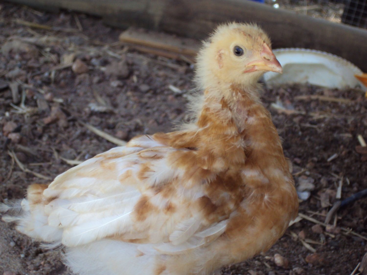 The All New: How to Train Your Chicken! | BackYard Chickens - Learn How ...