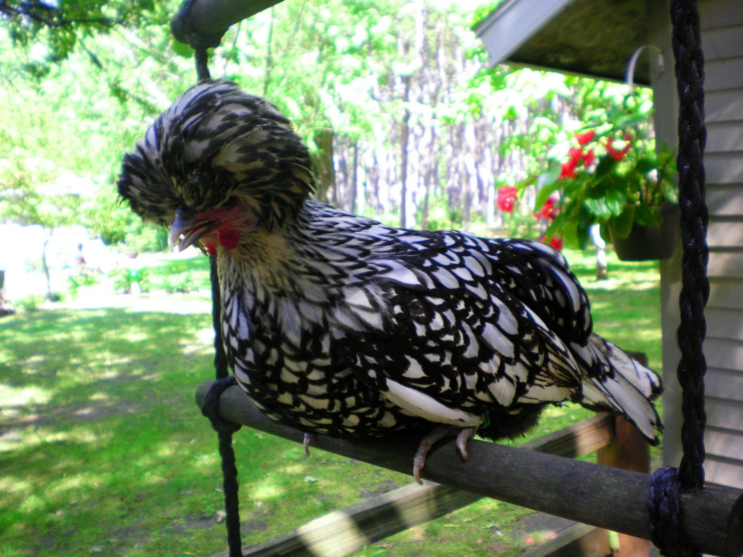 Show off your crested chickens !! | BackYard Chickens - Learn How to ...