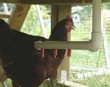 Homemade Chicken Feeder & Waterer Designs & Pictures | BackYard ...