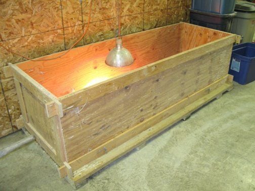 Raising Your Baby Chicks | BackYard Chickens - Learn How to Raise Chickens