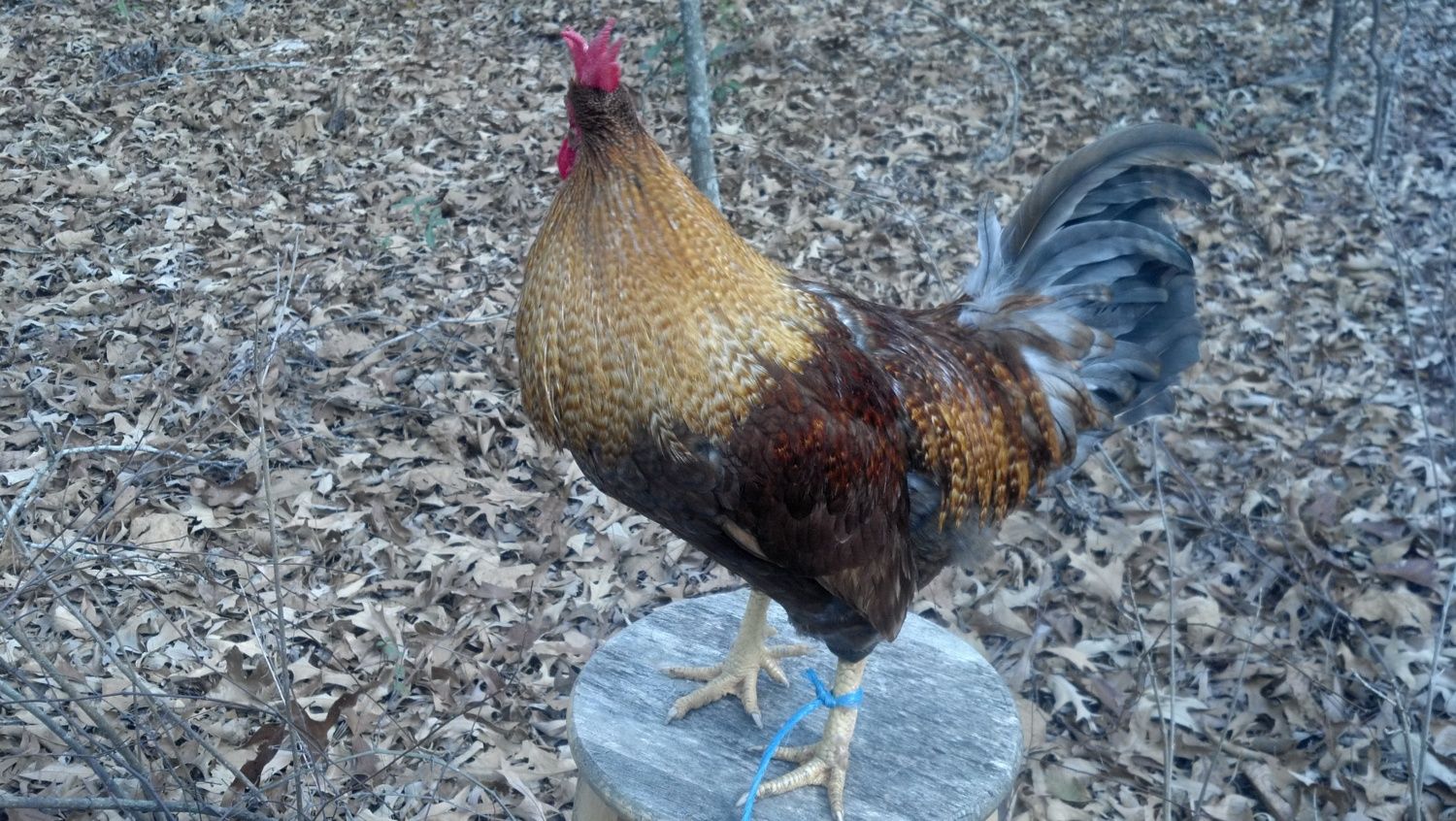 Trying to improve Blue Crele | BackYard Chickens - Learn How to Raise ...