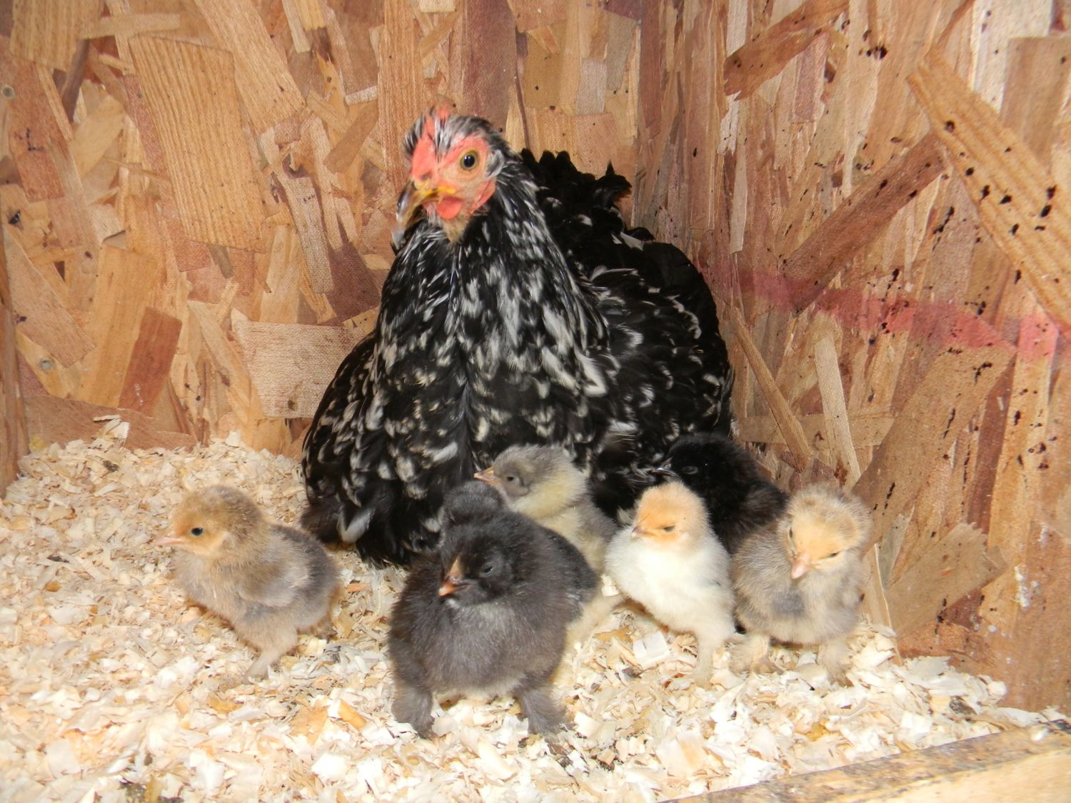 ~~~POULTRY SHOW !!!!!~~~ WINNERS ANNOUNCED!!!! ~~~~ ~~~~ | Page 4 ...