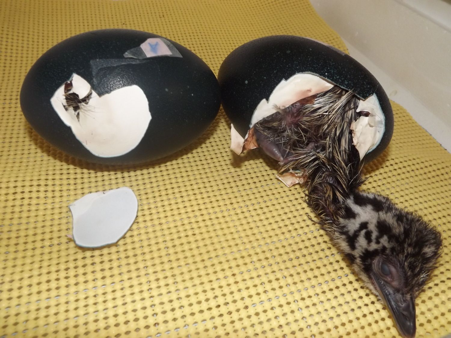 Hatching Emu | BackYard Chickens - Learn How to Raise Chickens