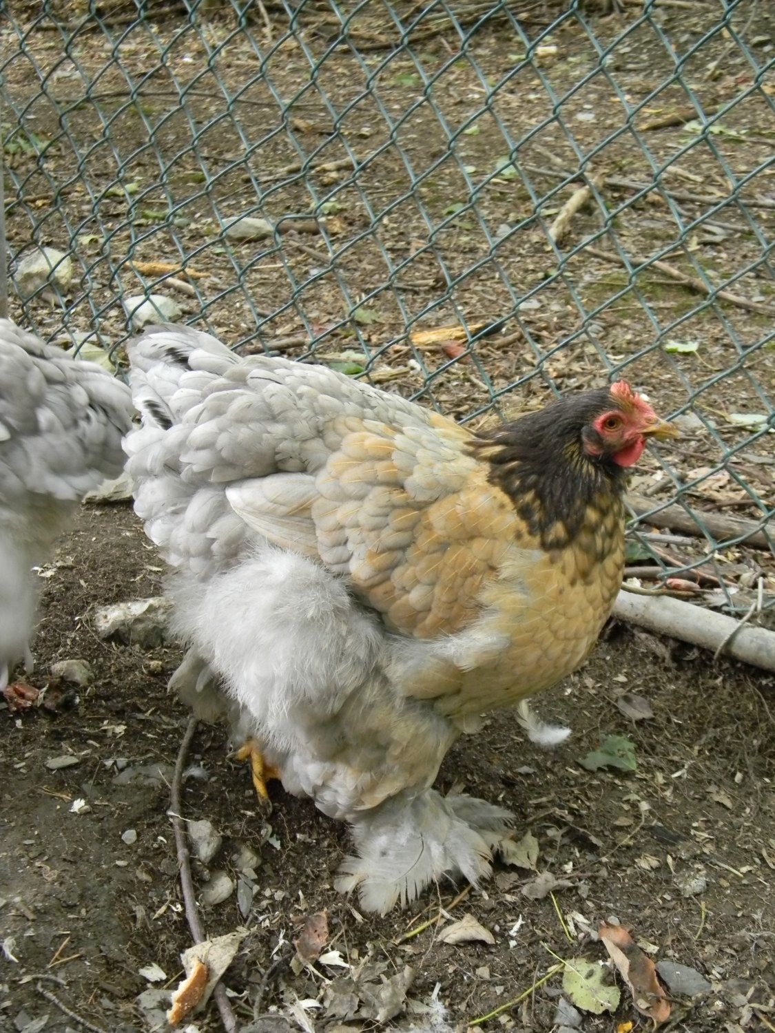 Looking for LF Lemon Blues and Brown Reds and bantam Lemon BLue ...