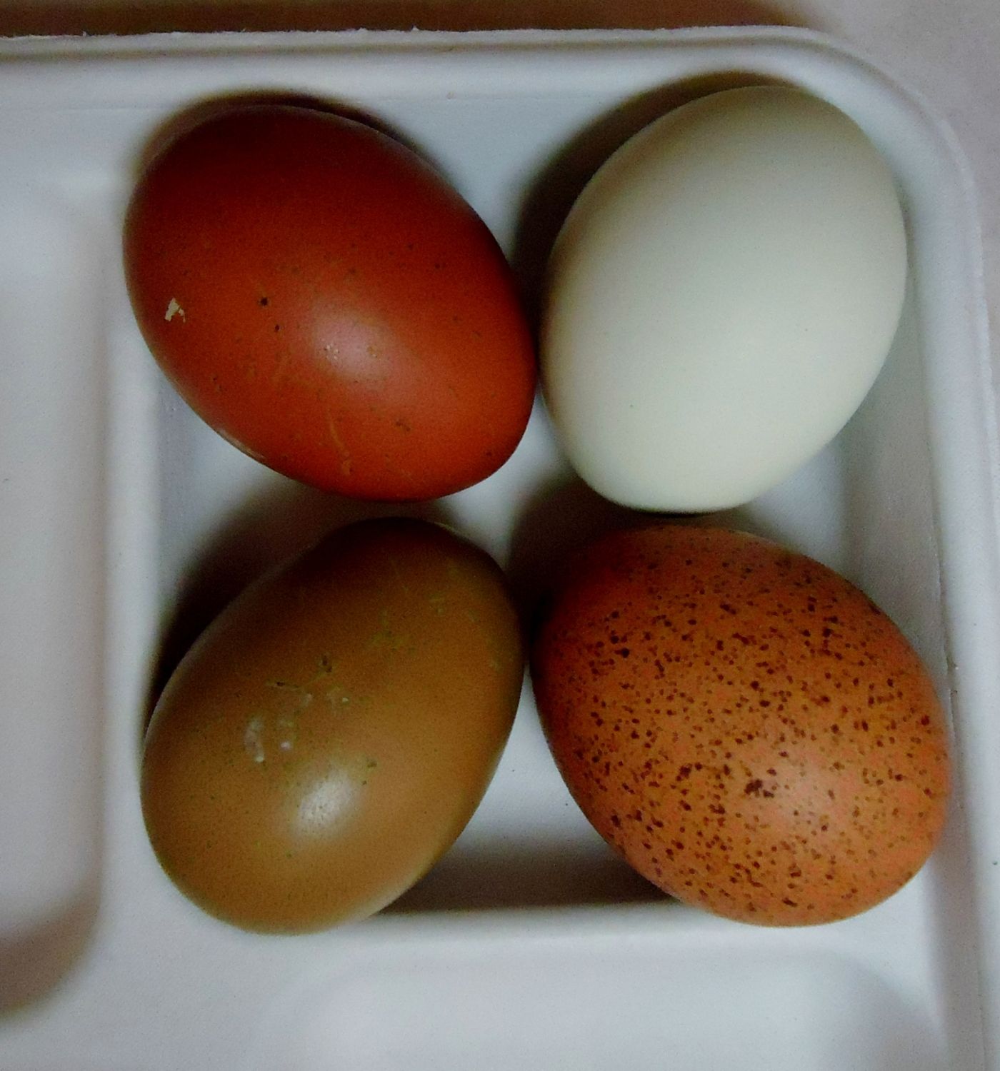 blue egg genetics | BackYard Chickens - Learn How to Raise Chickens