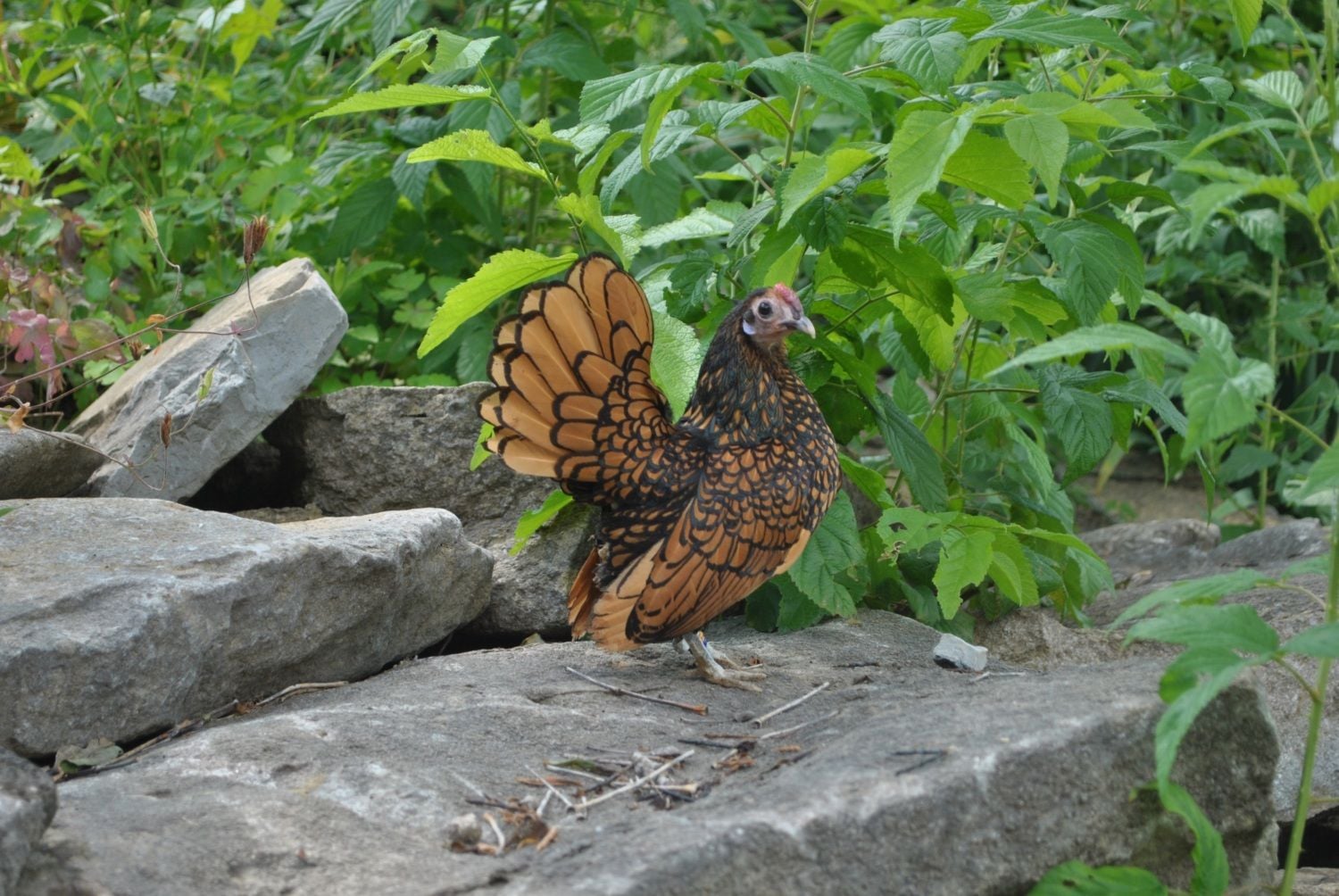 ornamental ~ sebright | BackYard Chickens - Learn How to Raise Chickens
