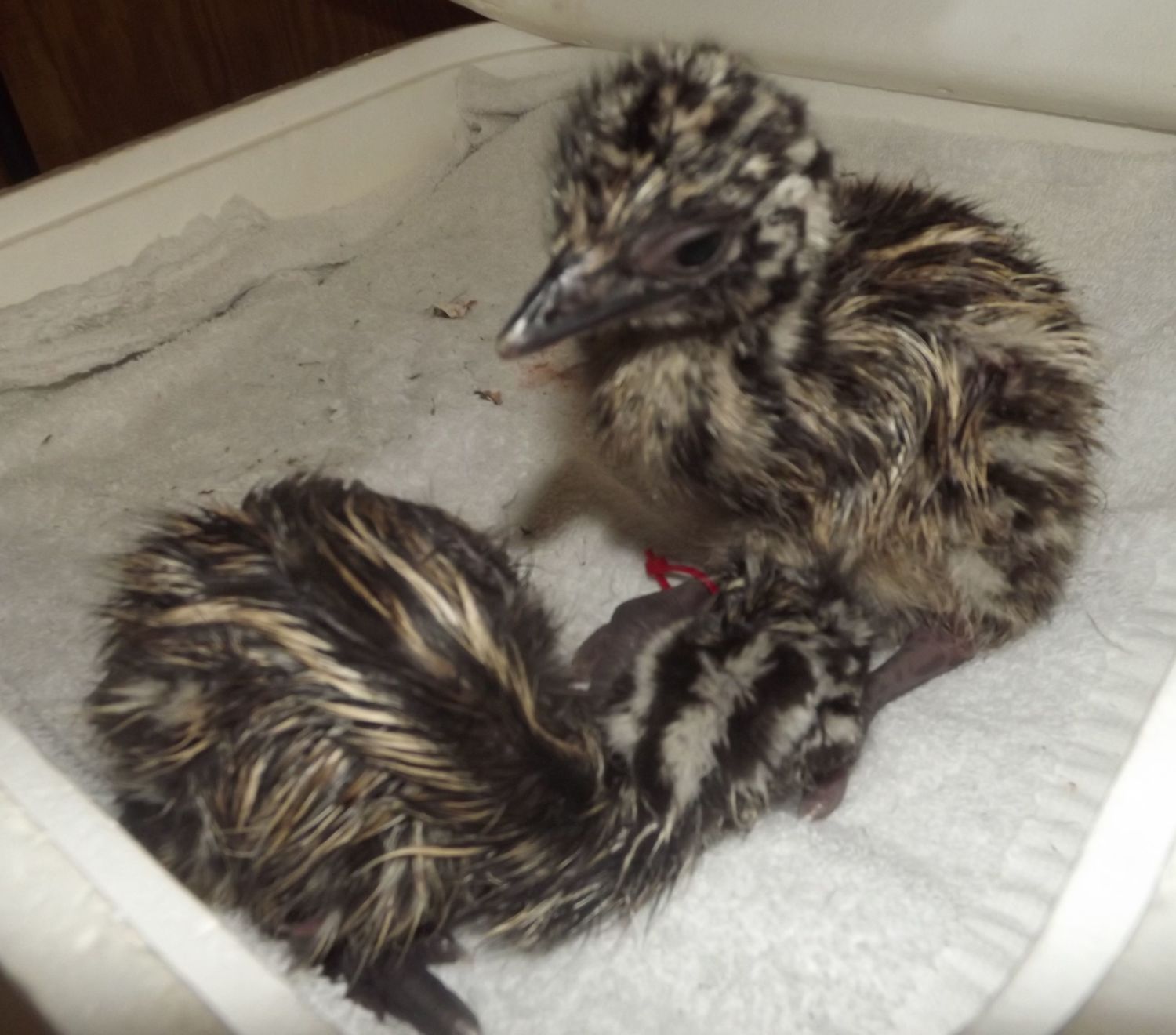 Hatching Emu | BackYard Chickens - Learn How to Raise Chickens
