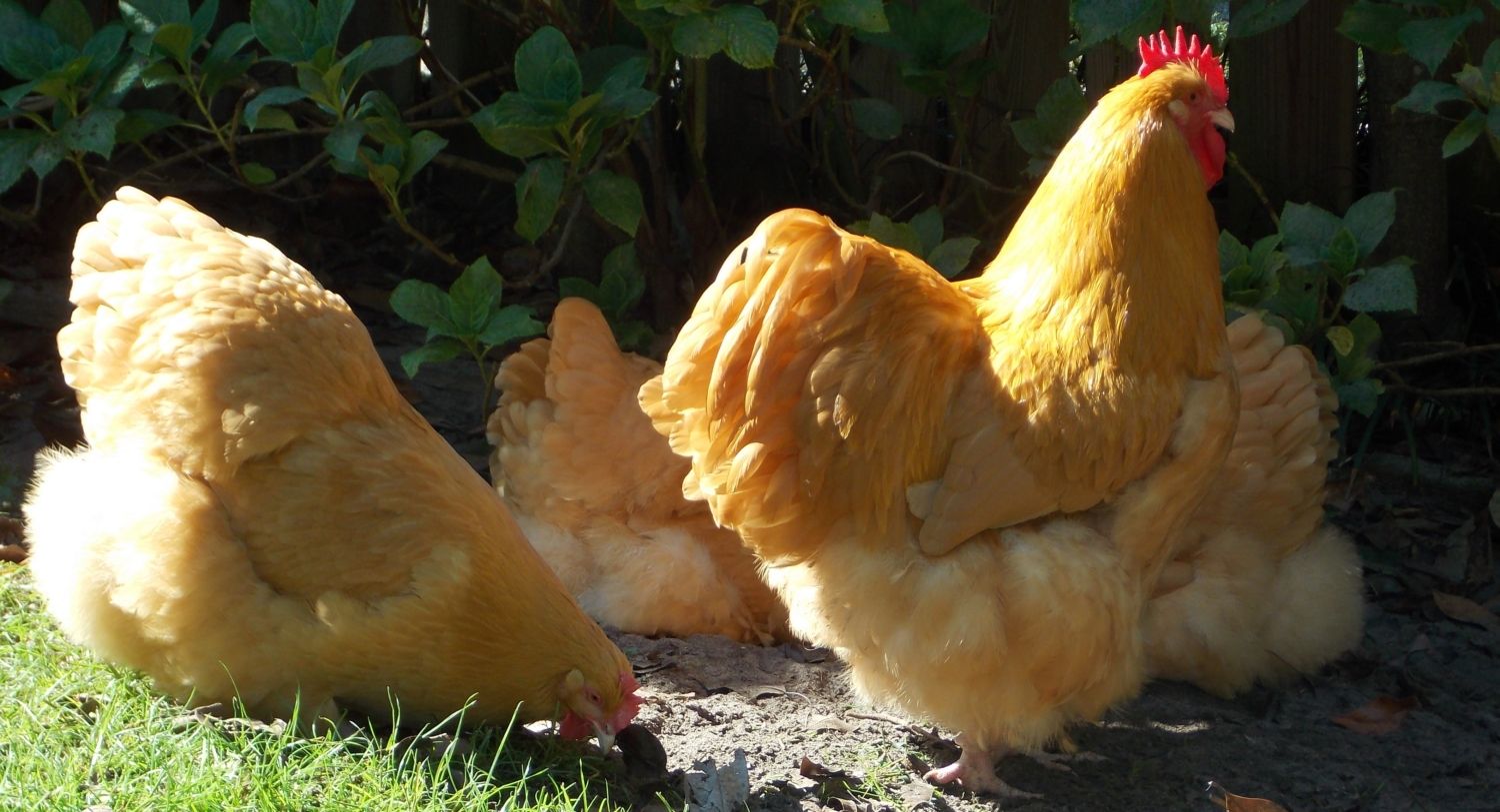 What!?! (pic Heavy) | BackYard Chickens - Learn How to Raise Chickens