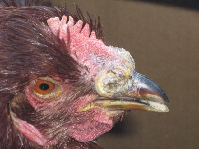 clogged nostrils | BackYard Chickens - Learn How to Raise Chickens