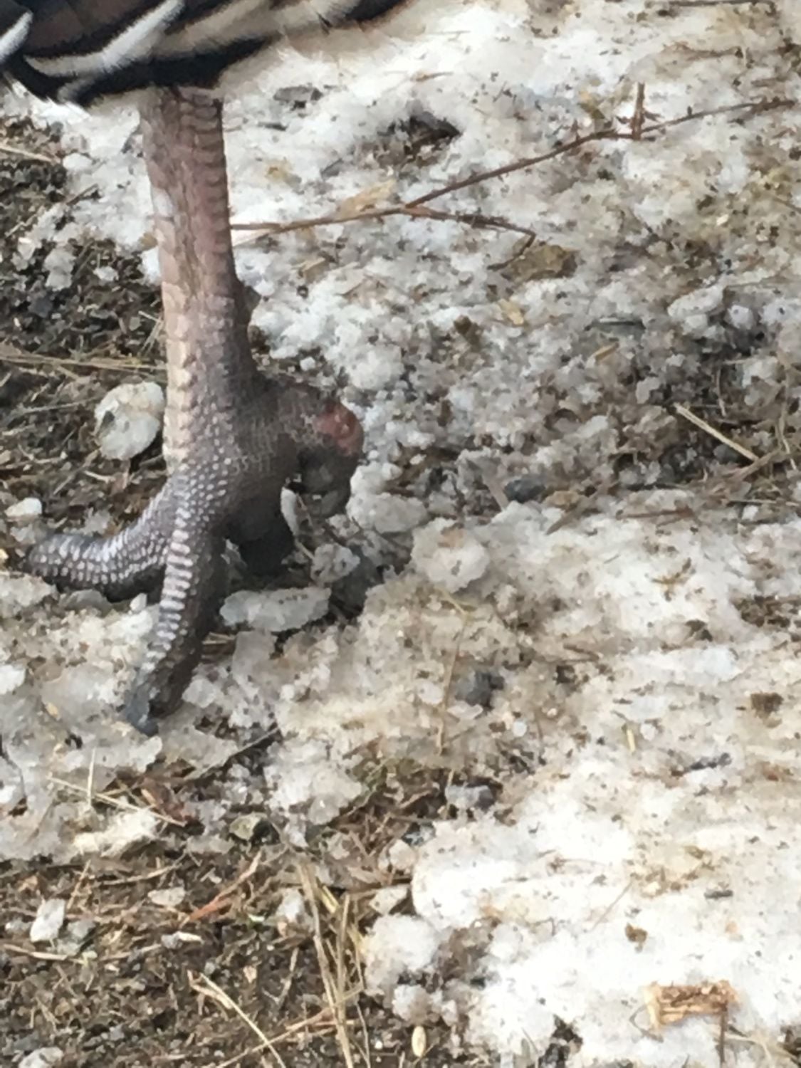 Turkey with a broken toe? | BackYard Chickens - Learn How to Raise Chickens